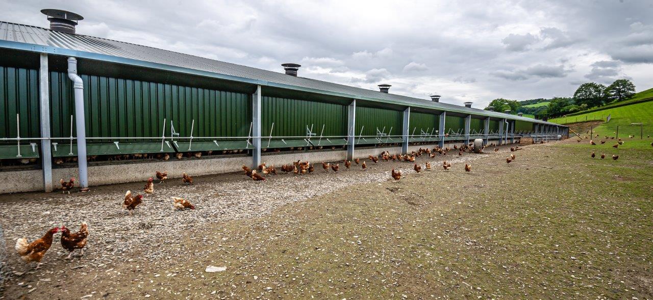 Powell & Co Construction Ltd Free Range Poultry Unit